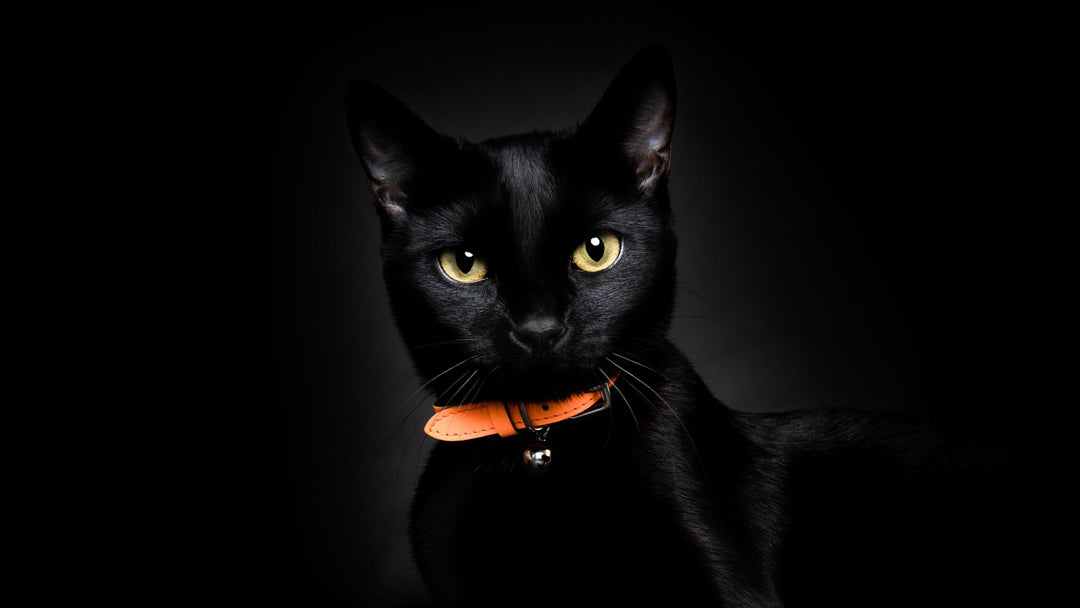 Cats, Symbolism and the 16th Century Witch Craze – Cheshire & Wain