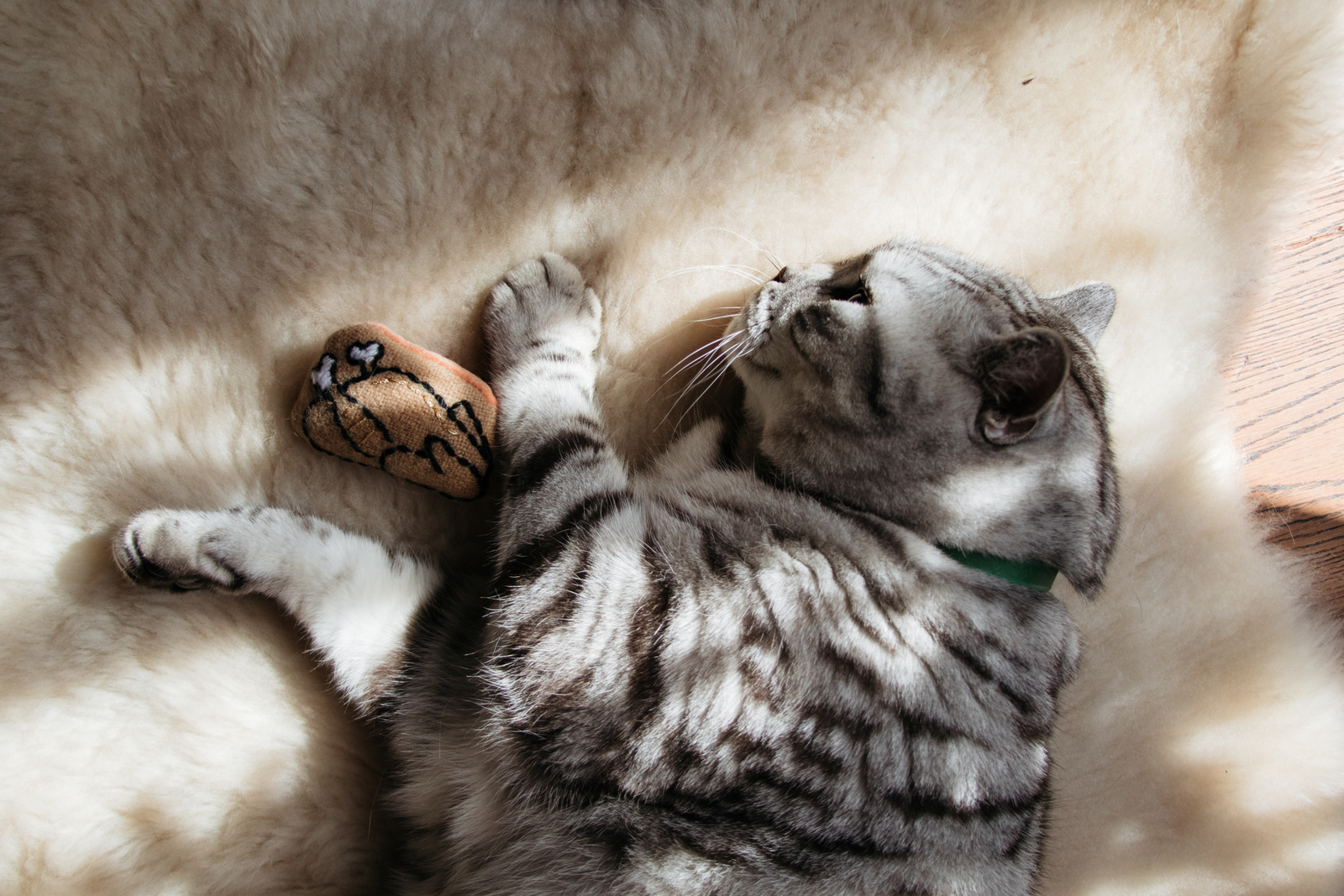 Cheshire & Wain | Unusual and unique cat name ideas from our cat community