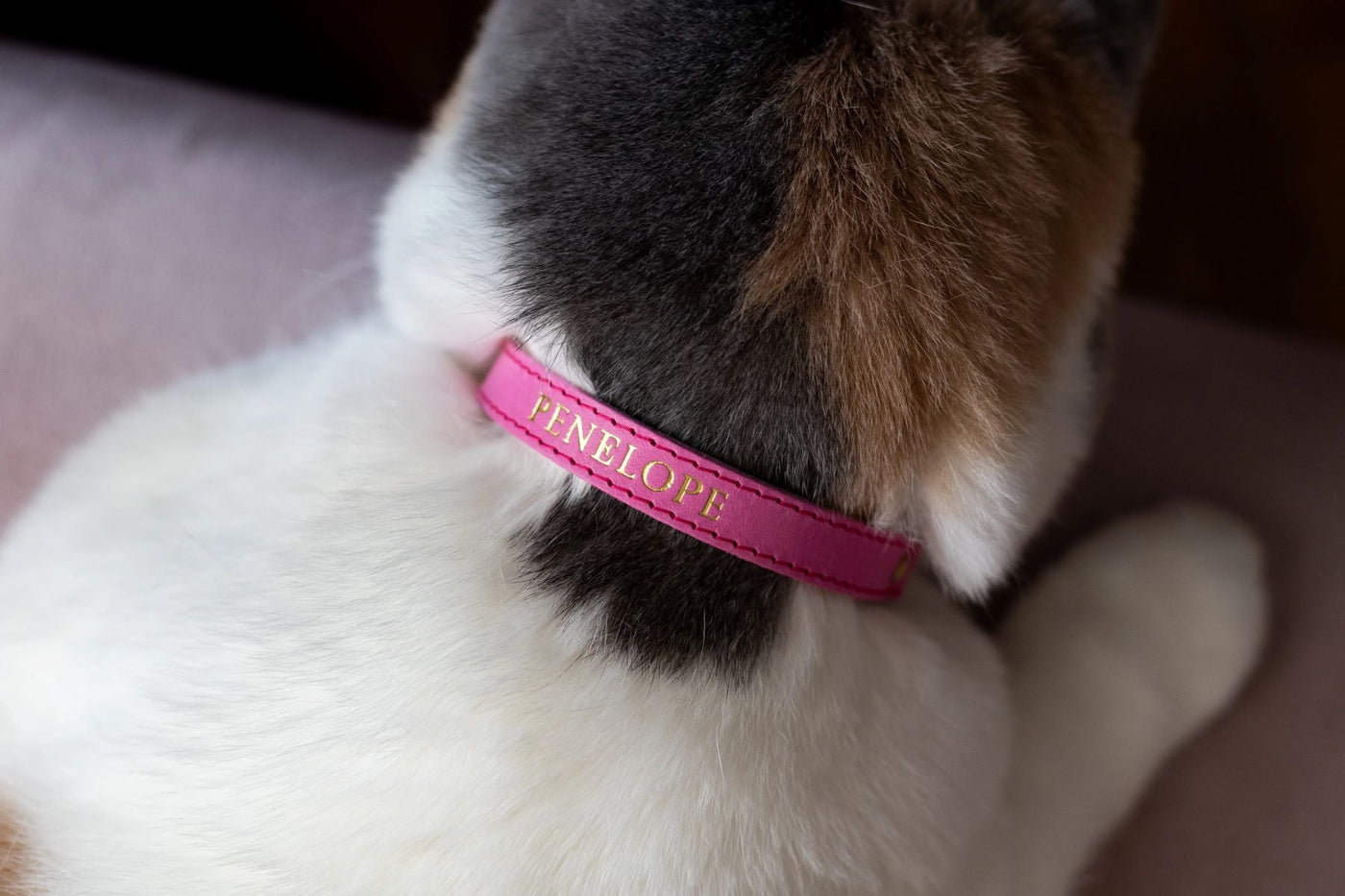 Personalised Cat Collars | Custom Cat Collars With Bell – Cheshire & Wain