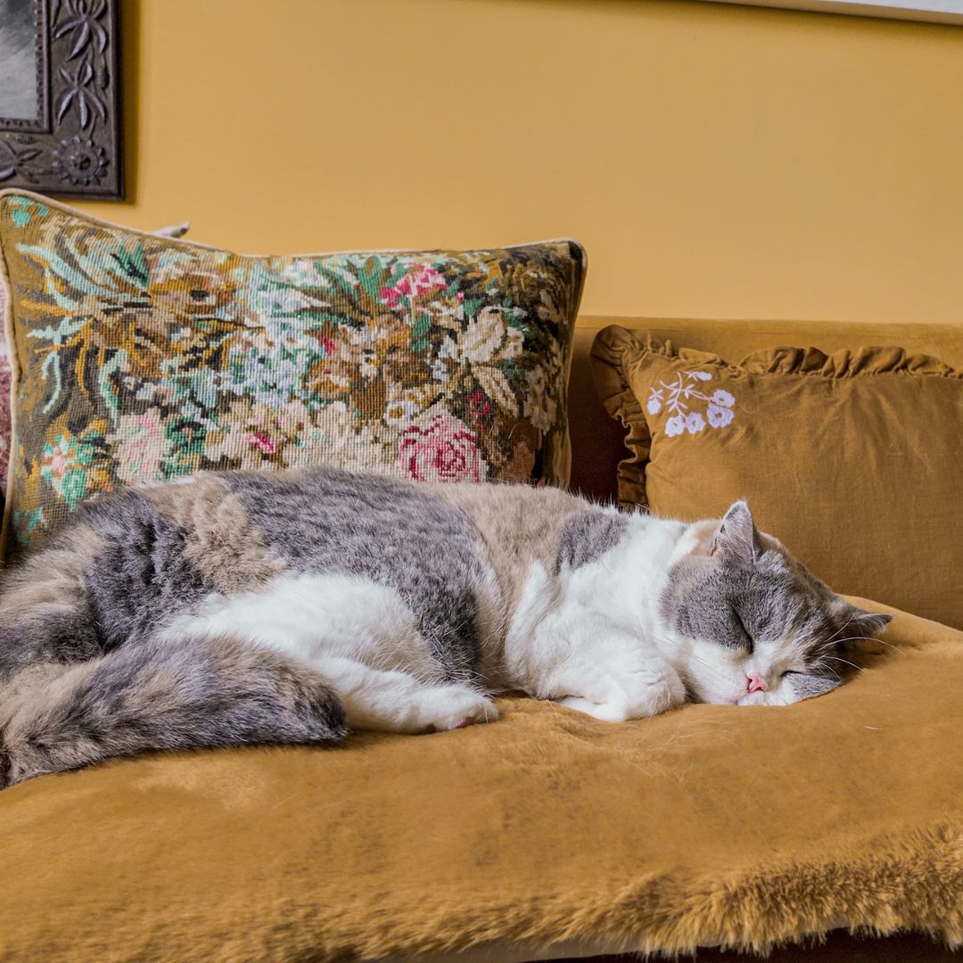 Cheshire & Wain - Luxury Cat Accessories for Fabulous Felines