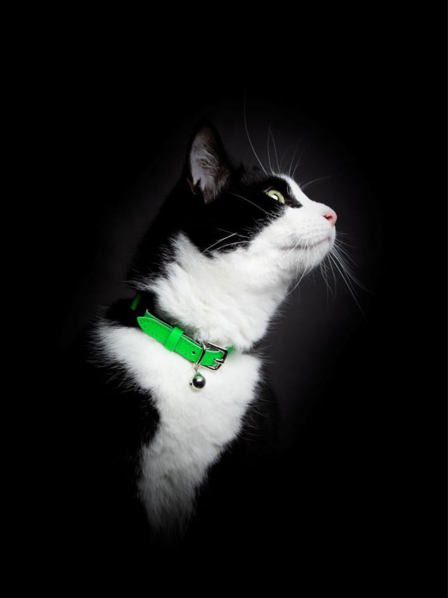 Reflective Cat Collars | Breakaway Safety Cat Collars Online – Cheshire ...