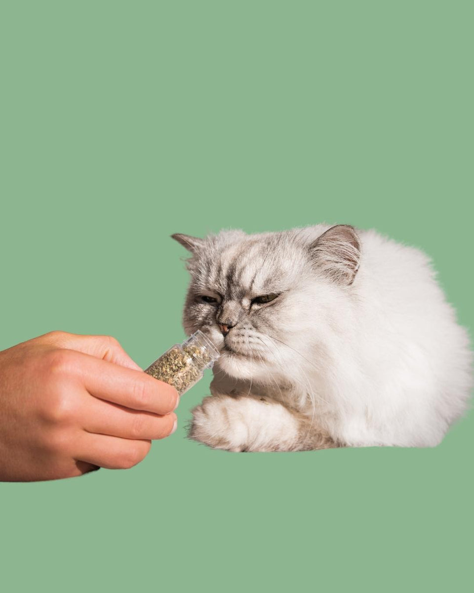 What is Catnip? And why does my cat love it? – Cheshire & Wain