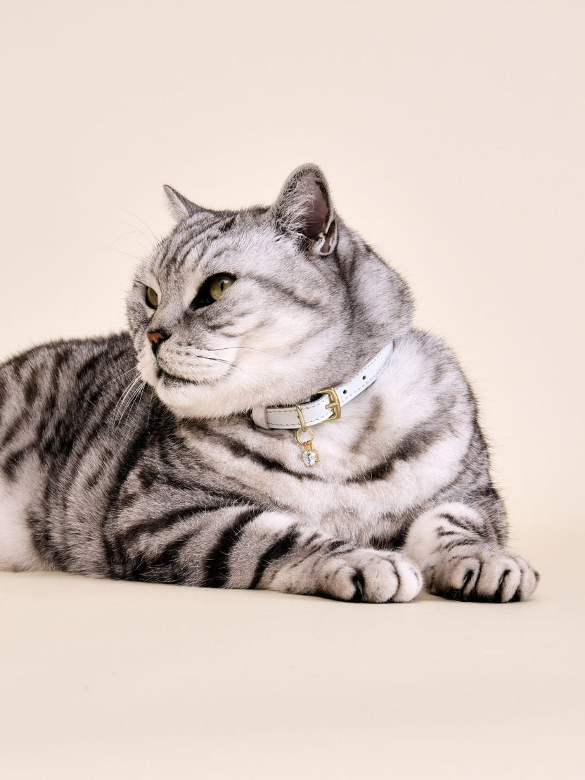 Cheshire & Wain | Cat Collars - Buy Breakaway Safety Collars Online