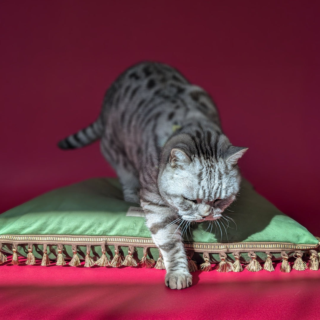 Cats, Symbolism and the 16th Century Witch Craze – Cheshire & Wain