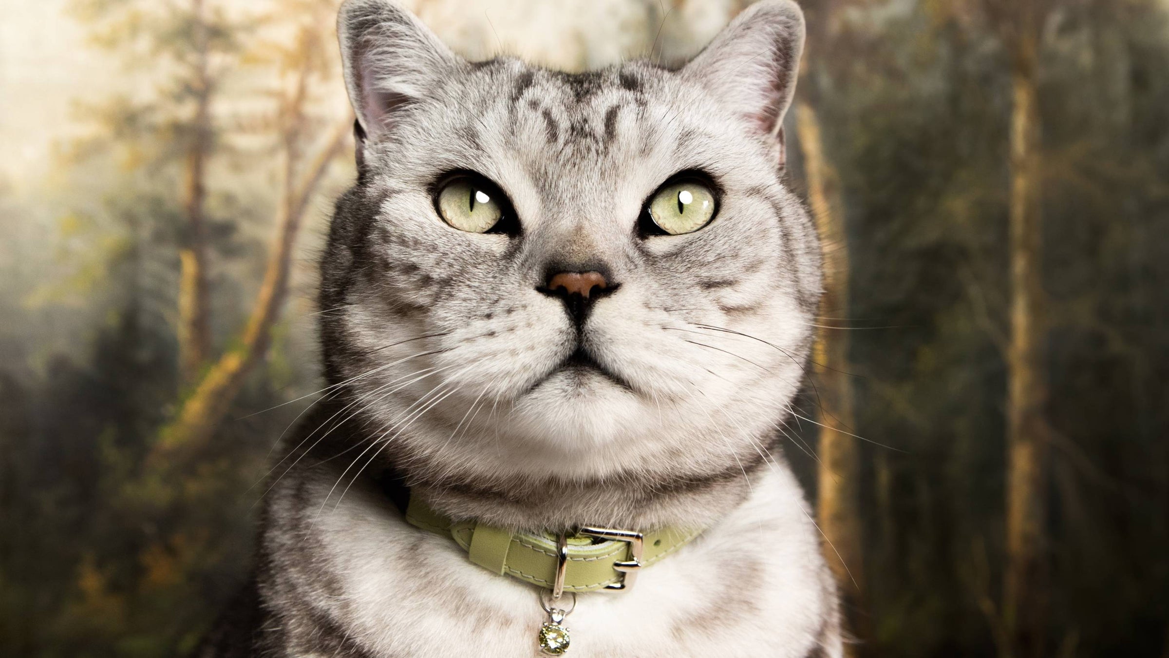 Cheshire & Wain - Luxury Cat Products Accessories