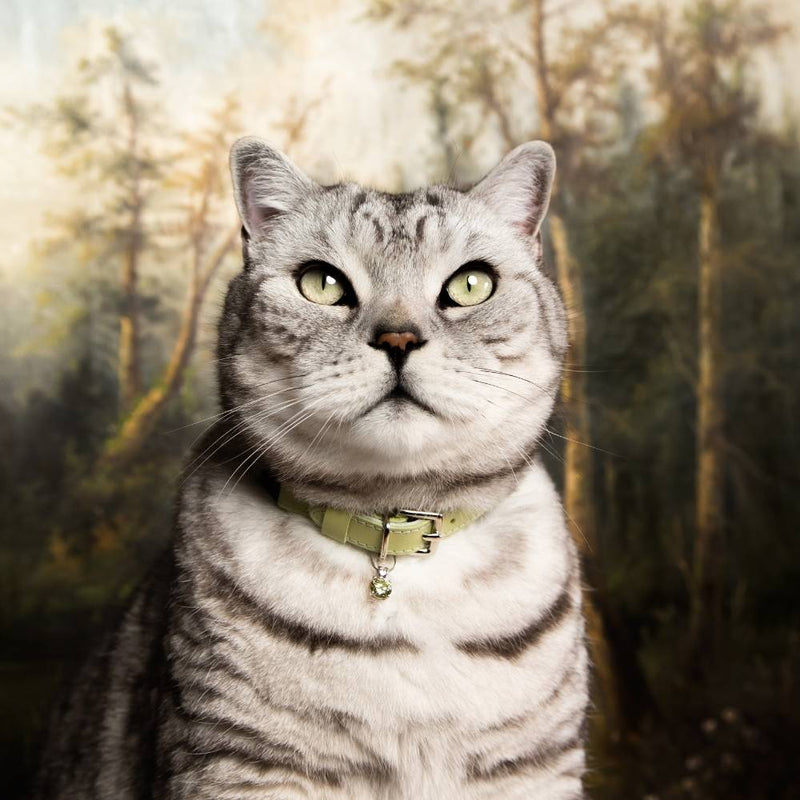 Cheshire & Wain - Rococo Pistachio Luxury Cat Collar