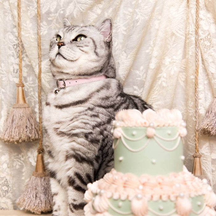 Cheshire & Wain - Rococo Petal Pink Luxury Cat Collar
