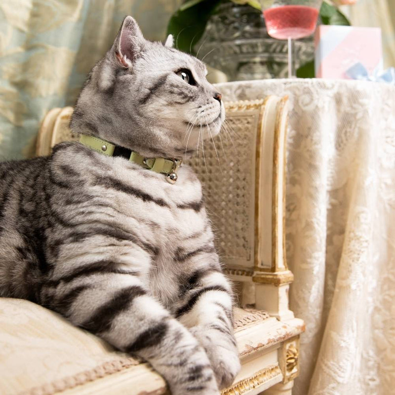 Cheshire & Wain - Rococo Pistachio Luxury Cat Collar