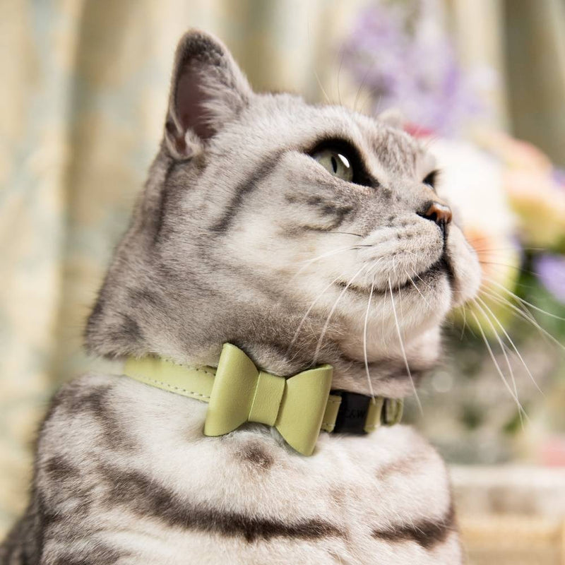 Cheshire & Wain - Rococo Pistachio Luxury Cat Collar