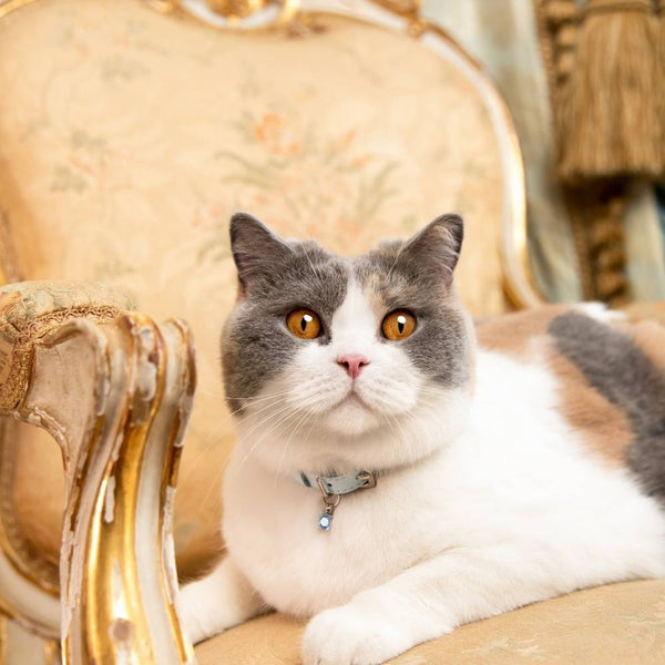 Cheshire & Wain - Rococo Powder Blue Luxury Cat Collar