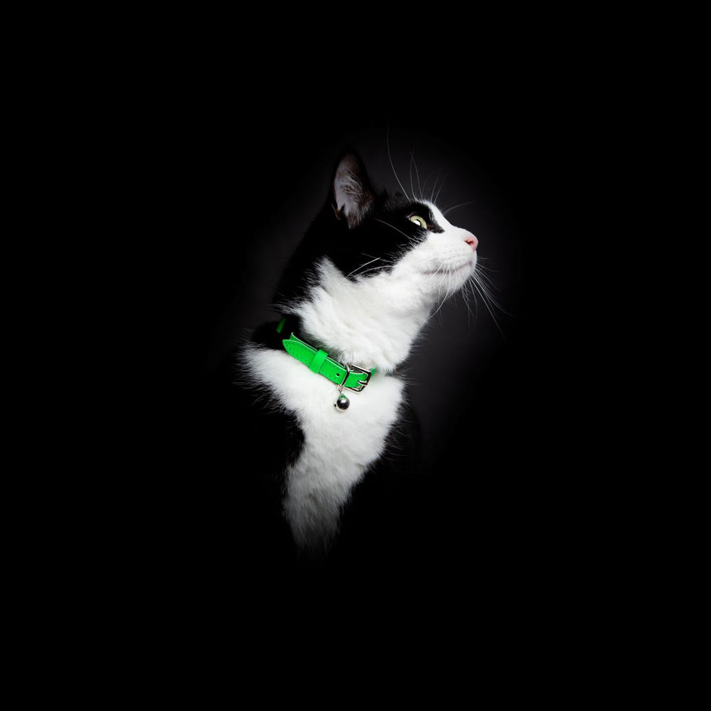 Cheshire & Wain | Reflective Cat Collar - Neon Green