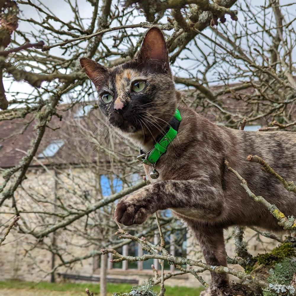 Cheshire & Wain | Reflective Cat Collar - Neon Green